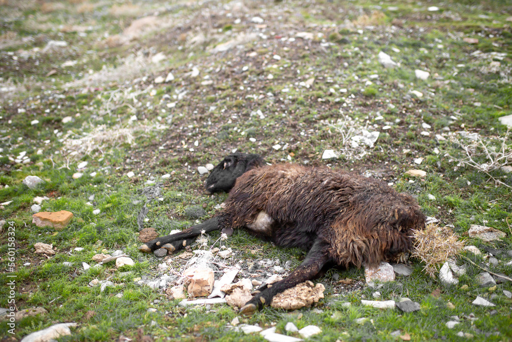 The loss of cattle. A dead rotting sheep lies in the meadow. Pestilence in agriculture. Epidemic ...