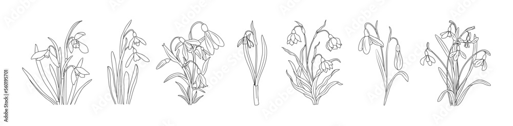 Set of botanical Line Art. Black and white snowdrop January birth month ...