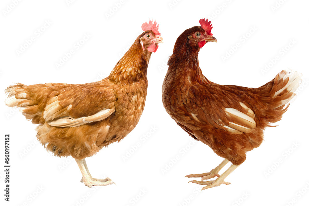 chicken on transparent background Stock Photo | Adobe Stock