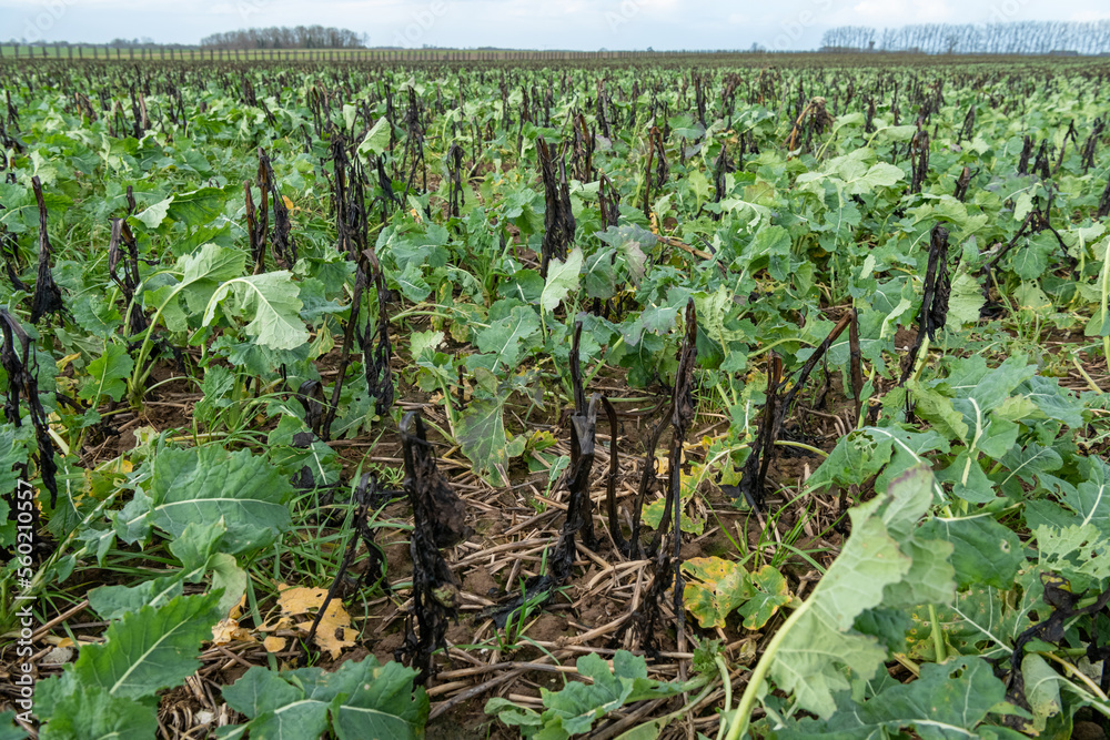 Champ de colza avec CIPAN de féverolle en train de geler (cultures ...