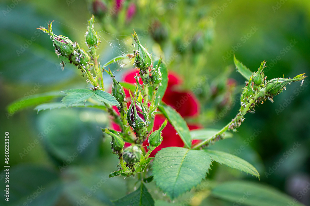 Aphids on rose buds. Spider mites. Pest control. Diseases of roses ...