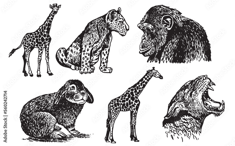 Graphical set of animals isolated on white background,vector ...