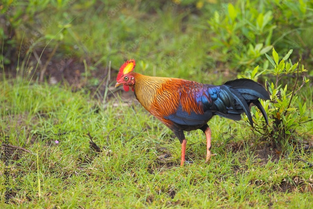 Sri Lanka Junglefowl, Gallus lafayettii, Kur Srílanský, Sri Lankan ...