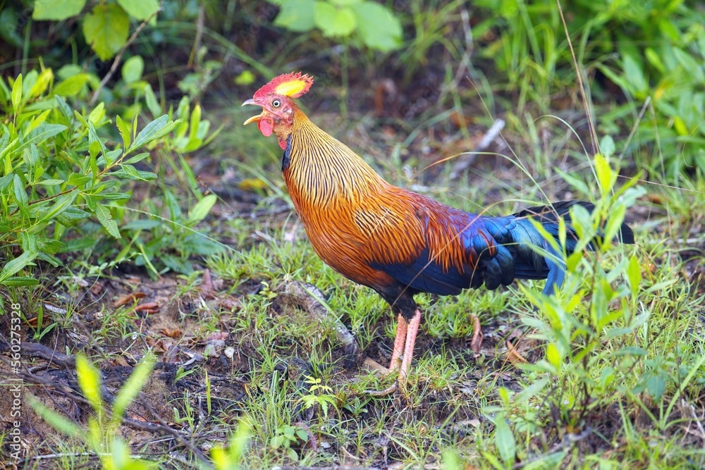 Poster Sri Lanka Junglefowl, Gallus lafayettii, Kur Srílanský, Sri ...