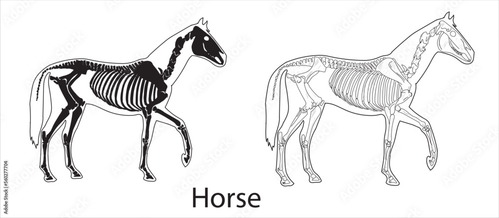 Horse skeletal system on a white background sketch hand drawing vector ...