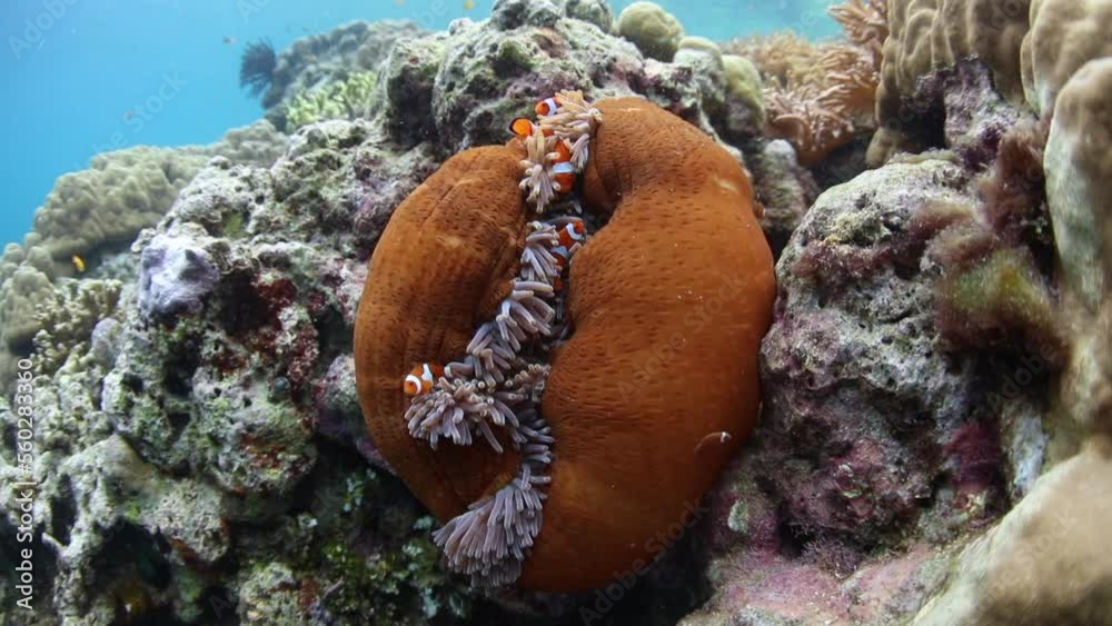 Clownfish, Amphiprion percula, swim among the tentacles of their host ...