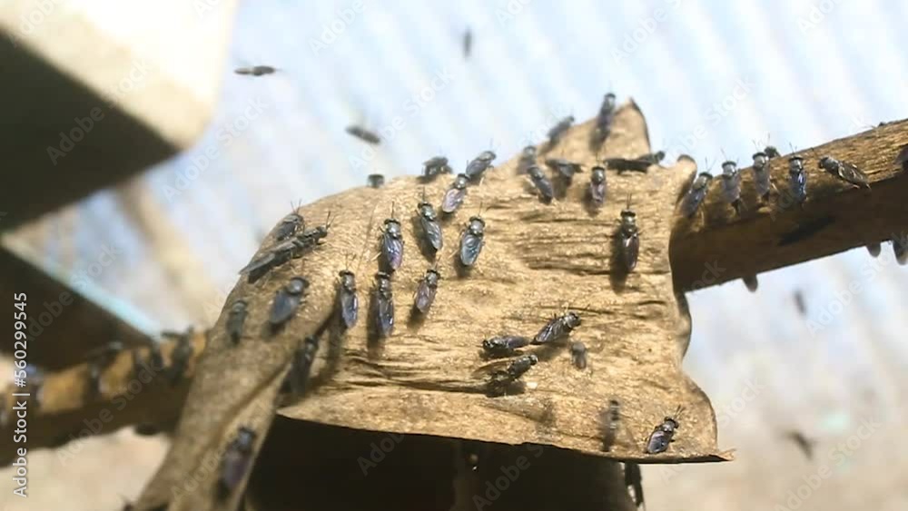 Black Soldier Fly with the Latin name hermetia illucens or Black ...