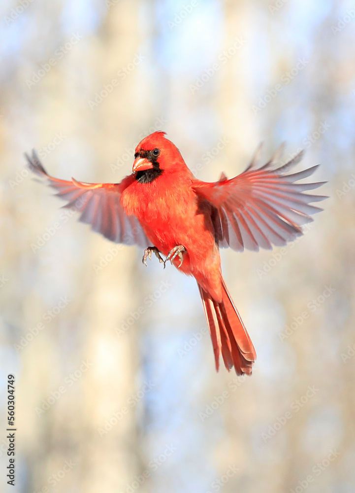 Northern Cardinal flying, Quebec, Canada Stock Photo | Adobe Stock