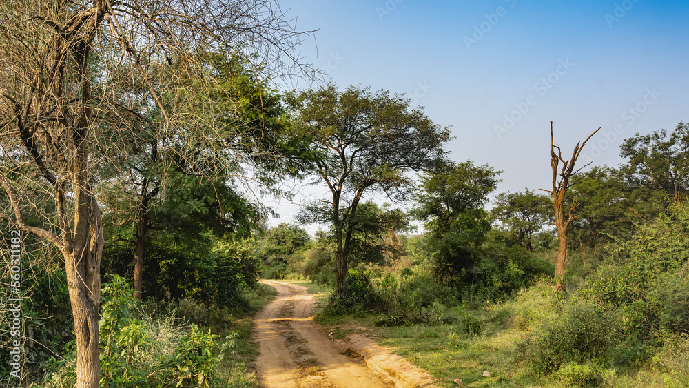 A dirt safari road winds through the jungle. Ruts are visible. Grass ...