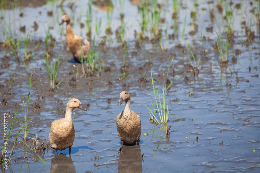Flock of domestic ducks in Balinese rice field eating algae and insect ...