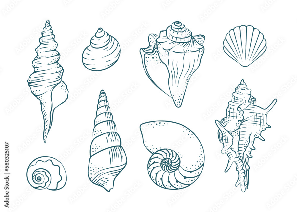 Seashells vector illustration set. Abstract boho sketch doodle style ...