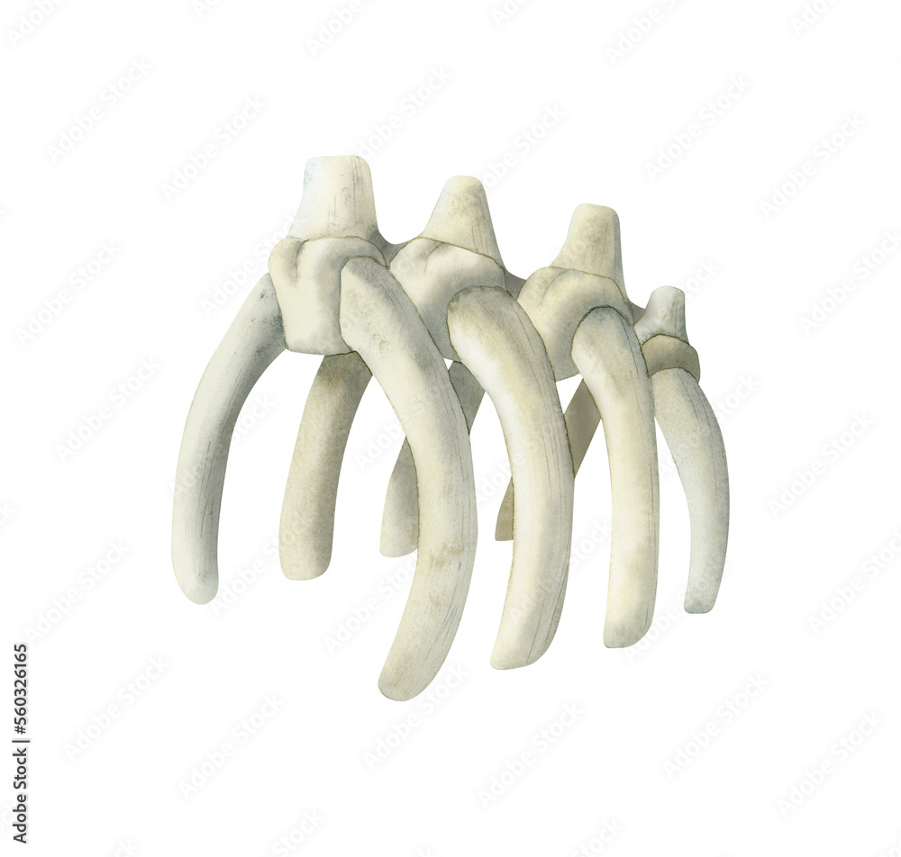 Dinosaur rib bones, watercolor skeleton fragment of ancient animal ...