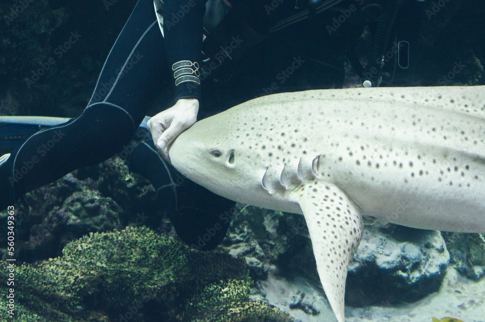 Scuba diver feeds and plays Zebra shark, Stegostoma fasciatum Stock ...
