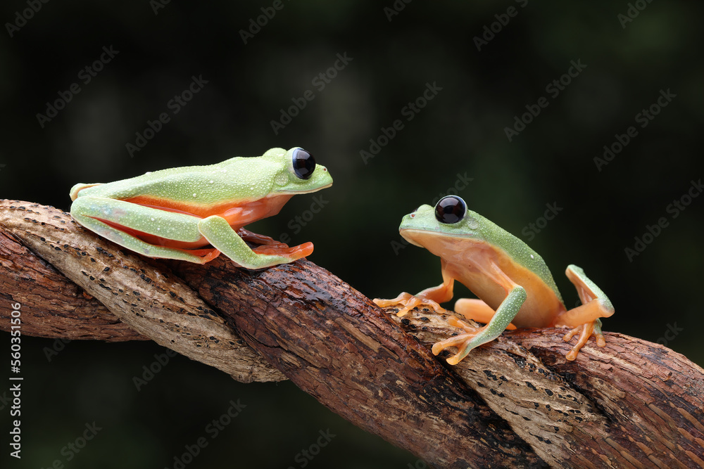 Morelet's Tree Frog (Agalychnis moreletii) also been called Black-eyed ...