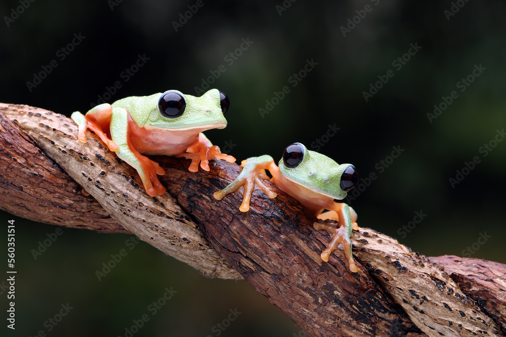 Morelet's Tree Frog (Agalychnis moreletii) also been called Black-eyed ...