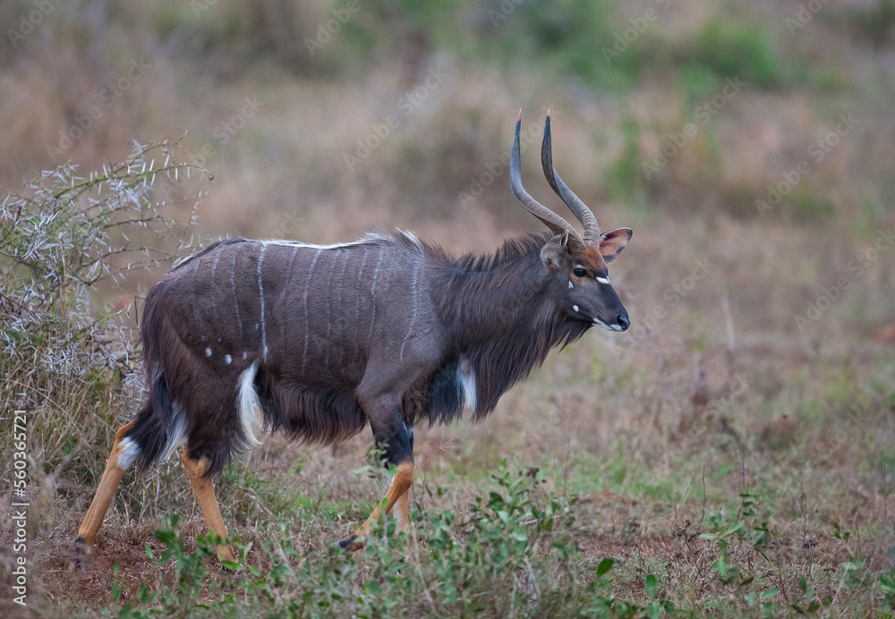 Nyala antilope (Tragelaphus angasii) is an important species of ...