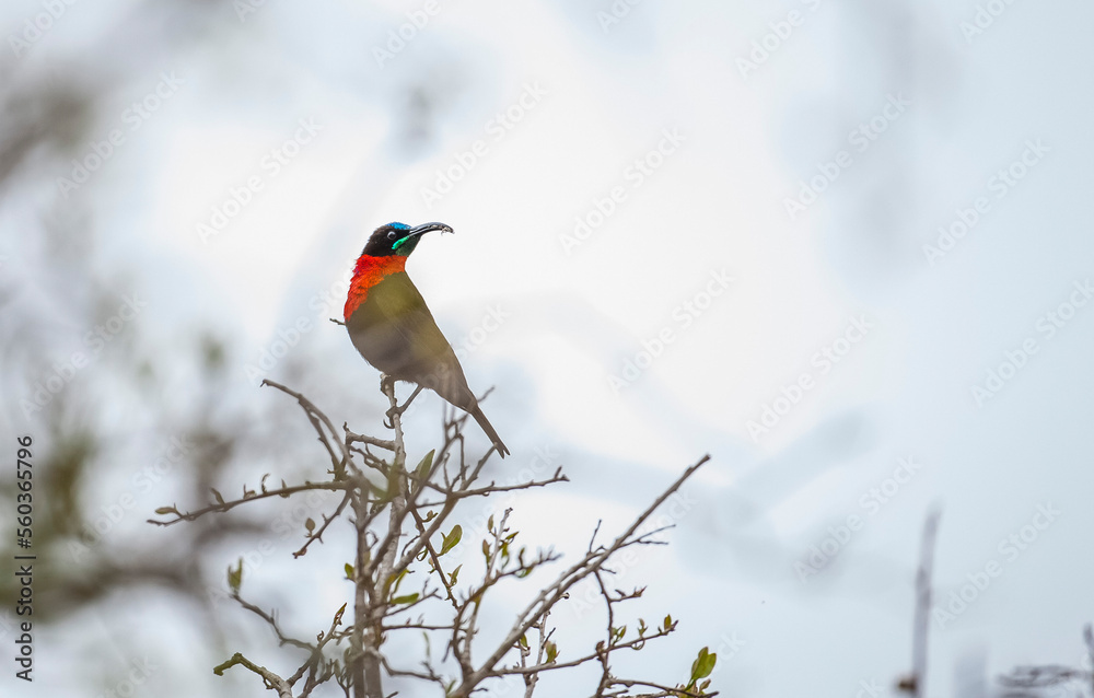 Scarlet-chested sunbird (Chalcomitra senegalensis) is a bird species in ...