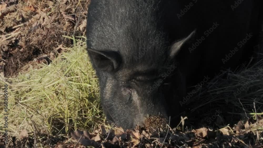wild boars dig the soil with a snout, dig a hole in the ground. black ...