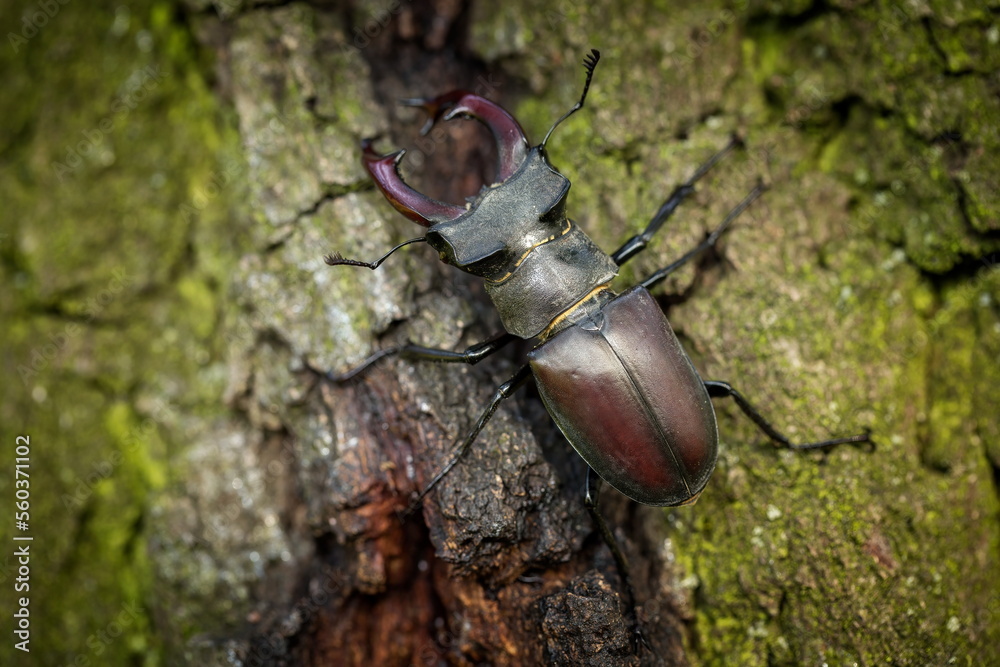 Dominant stag beetle, lucanus cervus, holding the defeated one turned ...