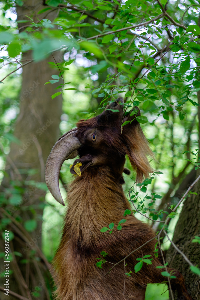 Goat eating tree in an educational farm Stock Photo | Adobe Stock