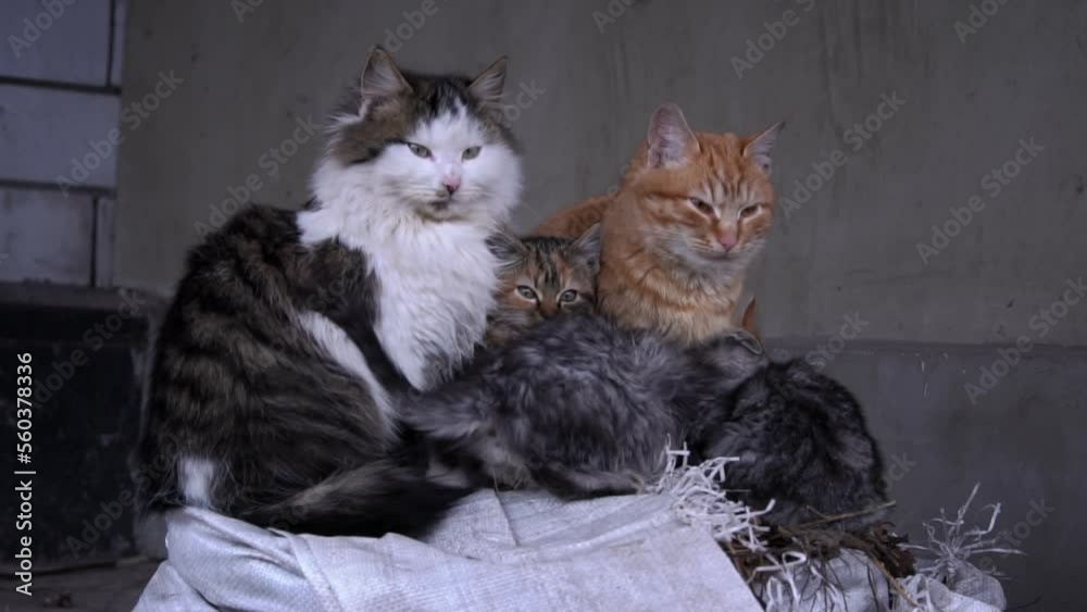 Vidéo Stock Family of poor homeless cats with kittens is basking in a ...