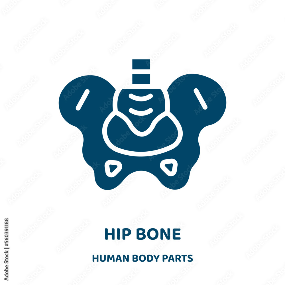 hip bone vector icon from human body parts collection. joint filled ...