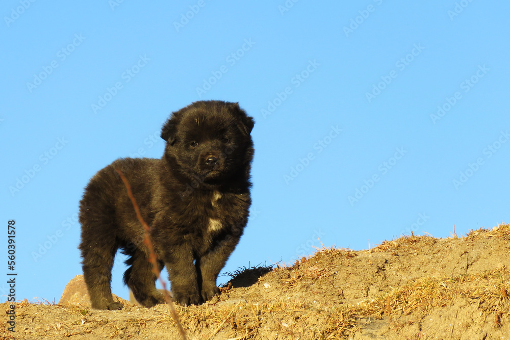 The Himalayan Sheepdog puppy dog, known as the Bhotia, Bangara or Gaddi ...