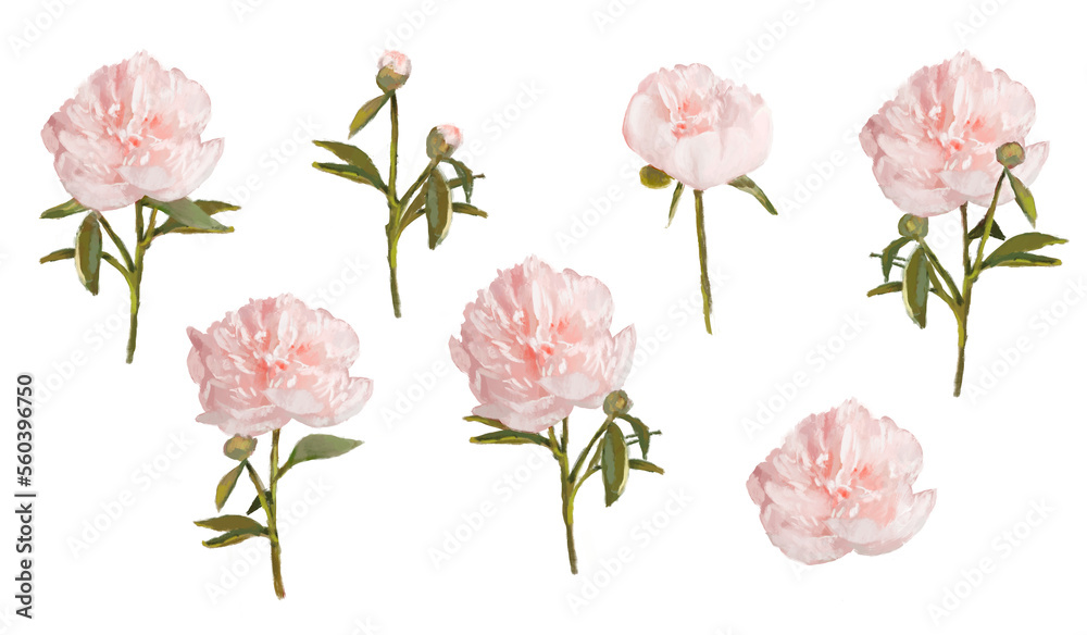 Pink Peonies picture, flowers clipart isolated on white. Png ...