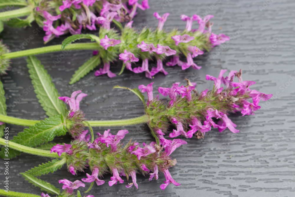 Composition of Betonica officinalis, common names betony, purple betony ...