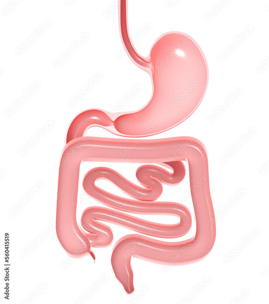 Anatomical 3d illustration of the digestive system, stomach, large and ...