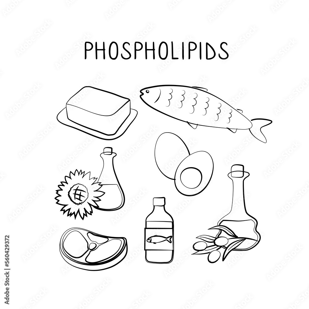 Phospholipids-containing food. Groups of healthy products containing ...