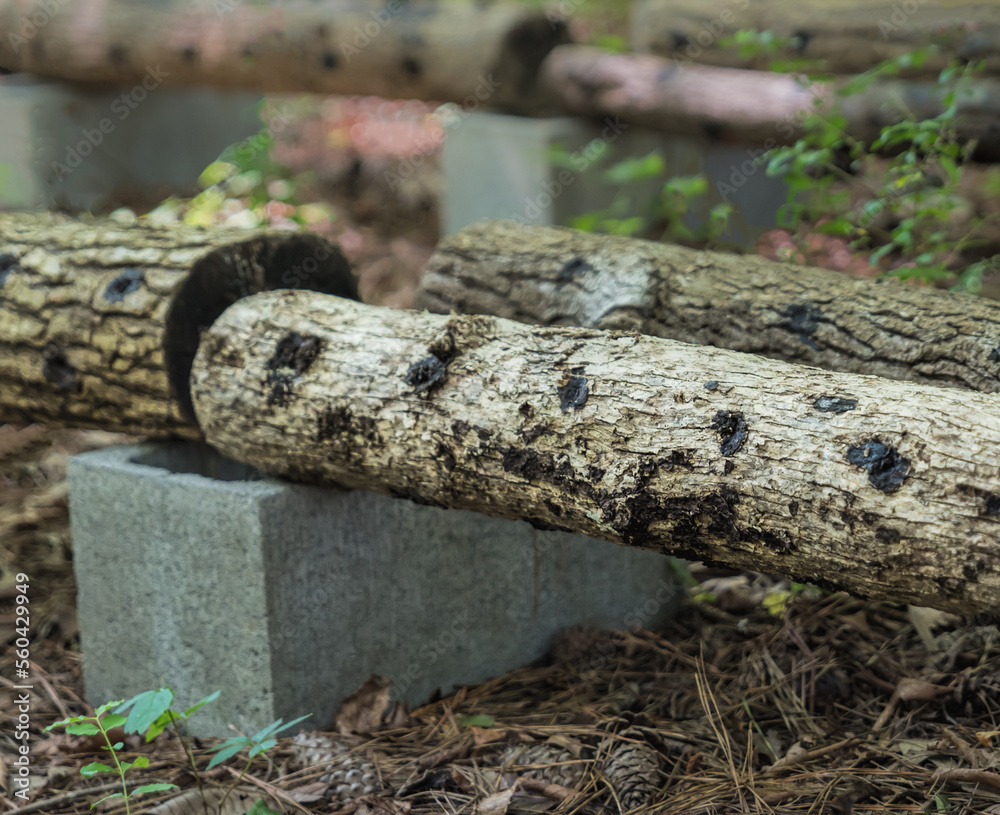 Outdoor mushroom farming: logs inoculated with fungi spores are raised ...