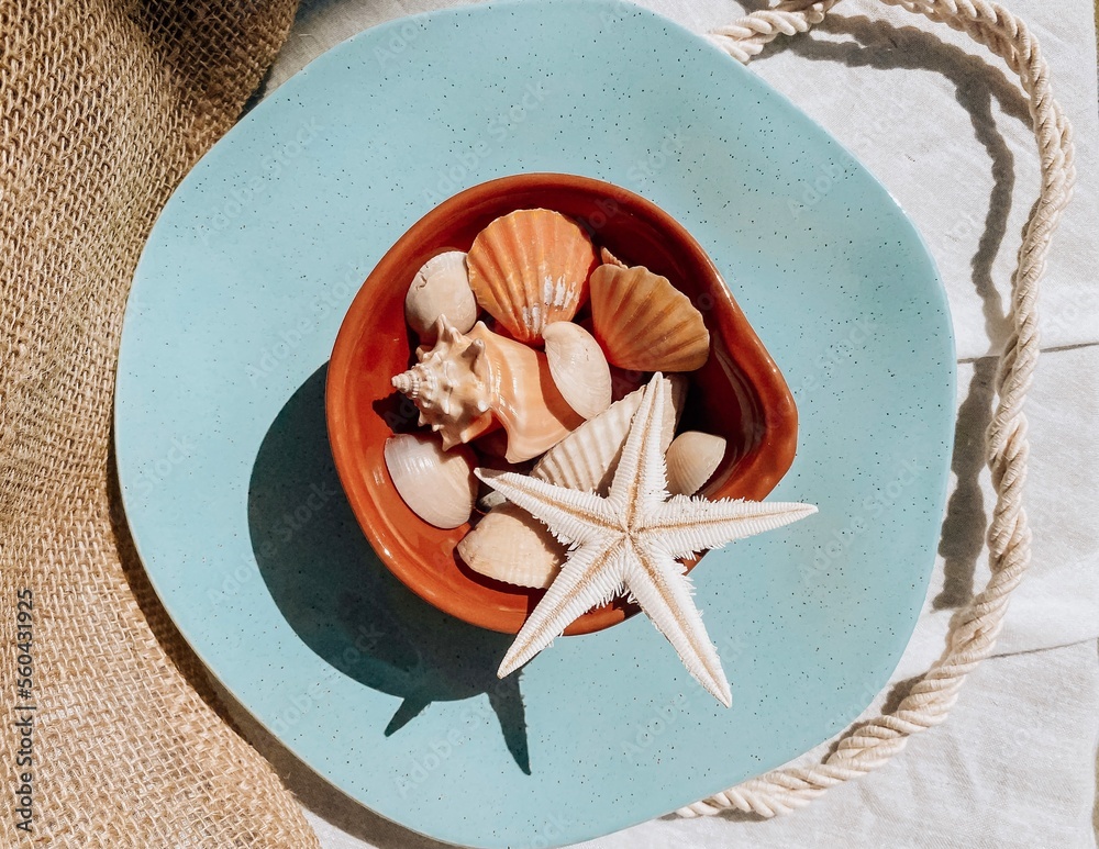 sea shells and starfish summer aesthetic marine (conchas e estrela do ...