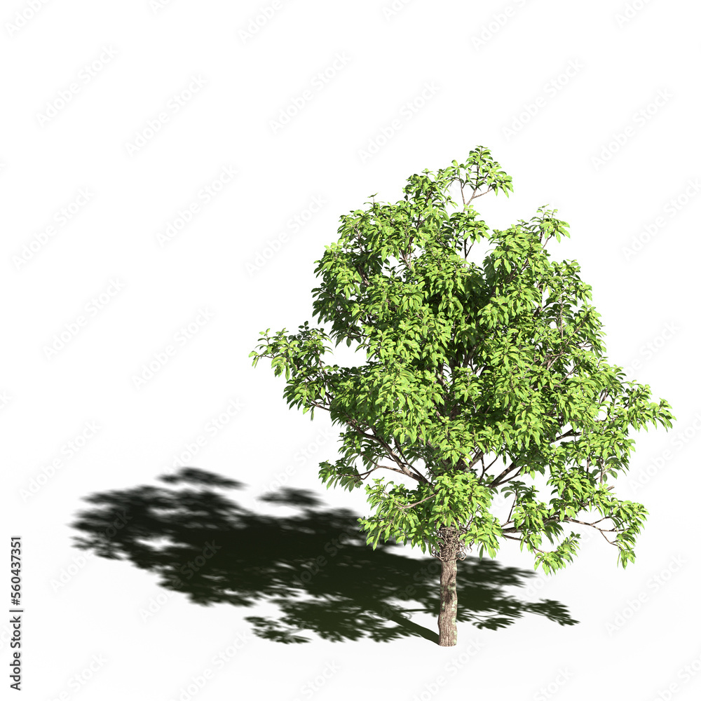 large tree with a shadow under it, isolated on white background, 3D ...