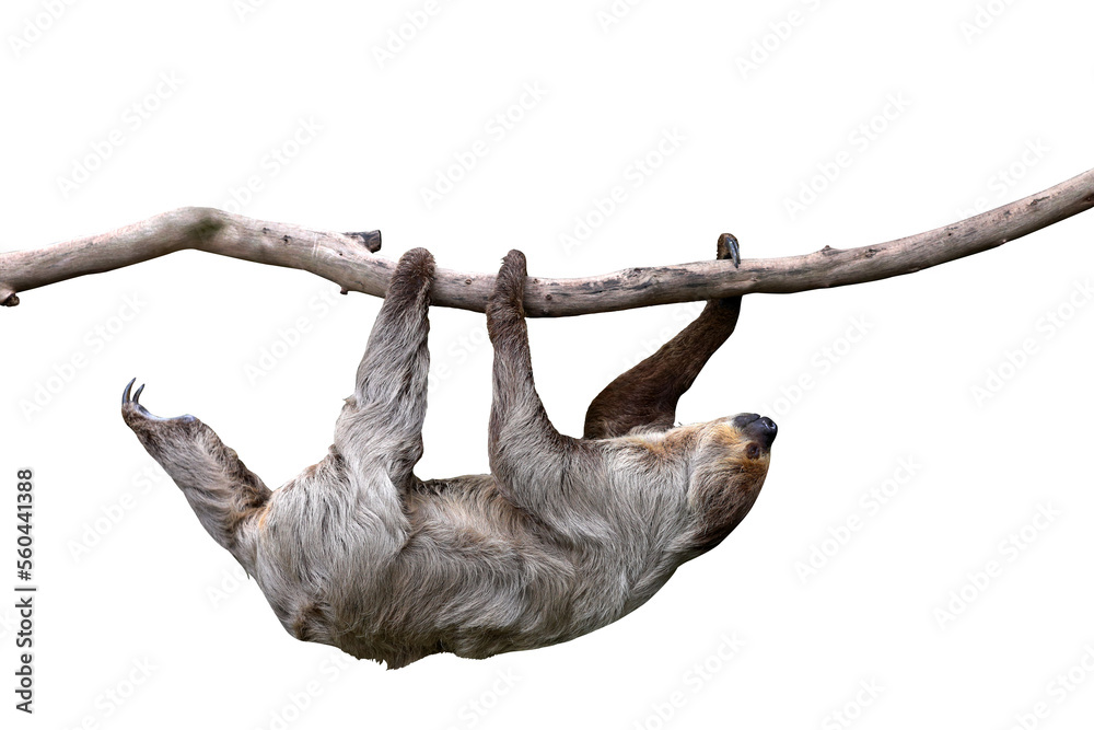 Cute two-toed sloth hanging on tree branch isolated on transparent ...
