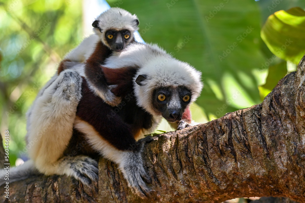 Sifaka Lemur with baby resting on a tree, Madagascar nature. Stock ...