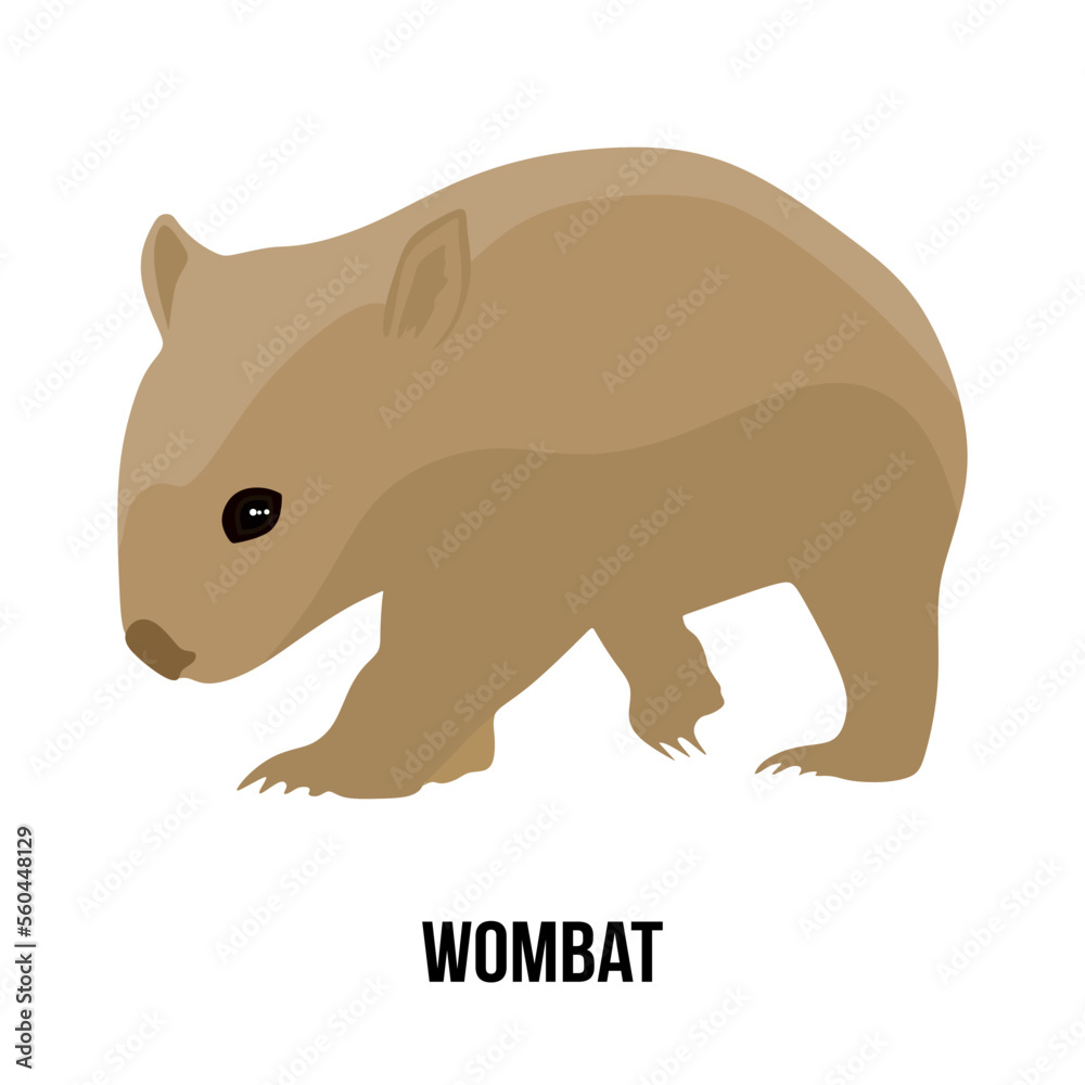 Cute wombat, flat illustration Australian wombat. Wombat vector ...