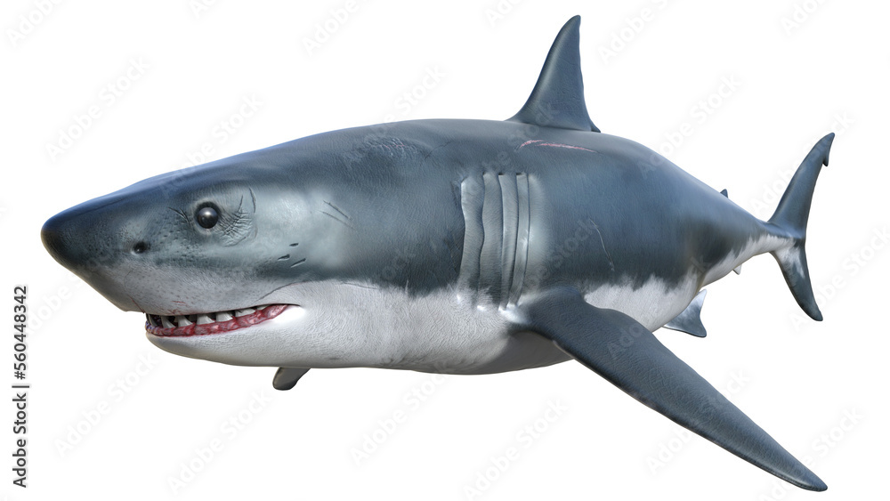 Weisser Hai, Hintergrund transparent, Gebiss, png Stock Illustration ...