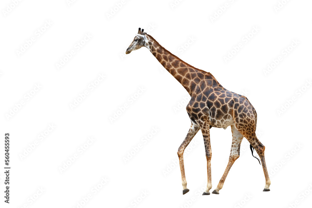Giraffe walking isolated on transparent background png file Stock Photo ...