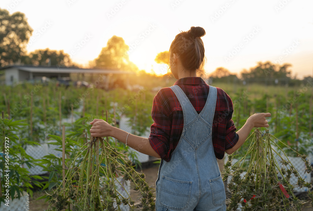 A woman worker working in outdoor marijuana field, hemp or cannabis ...