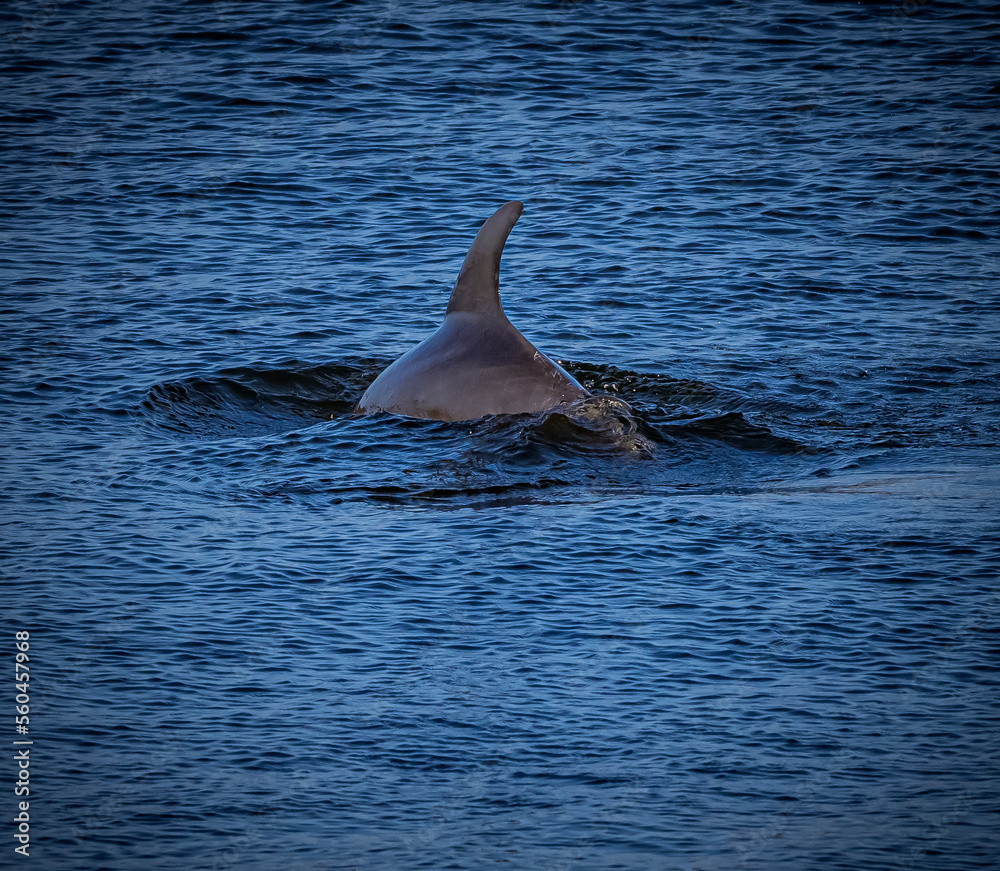 Bottlenose dolphin with dorsal fin, breaks the surface of the water ...
