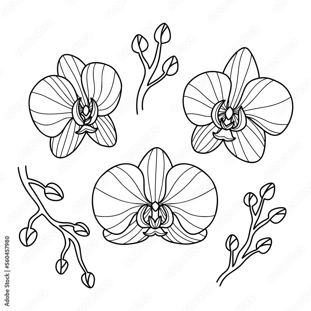 Hand Drawn Orchid Flowers On White Background Line Art Outline Exotic