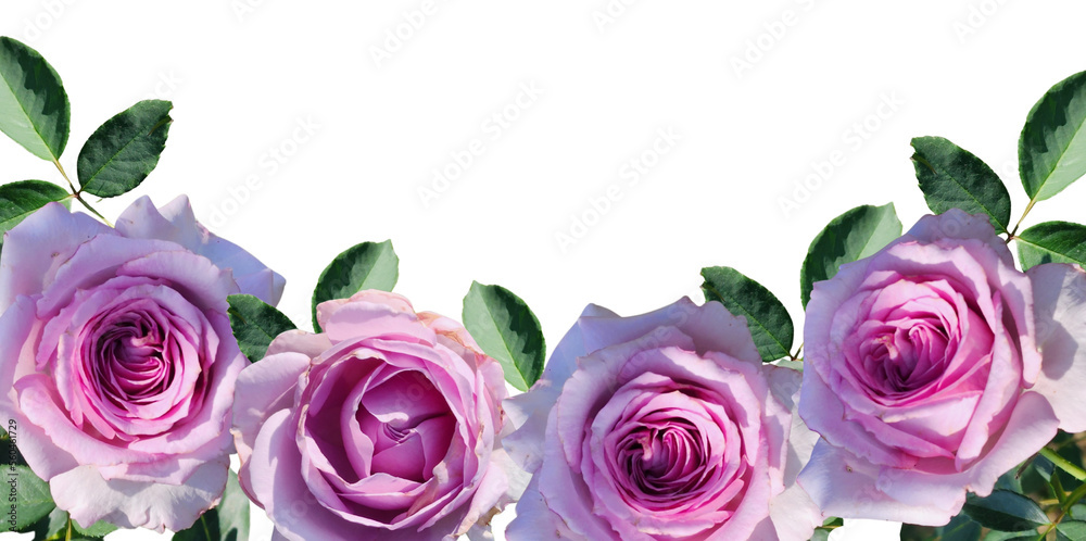 Pink Rose Corner Border Cutout Stock Photo | Adobe Stock