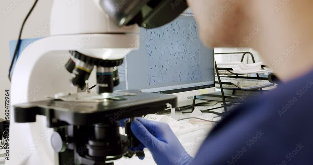 The doctor examines the sperm samples under a microscope. Lab worker is ...