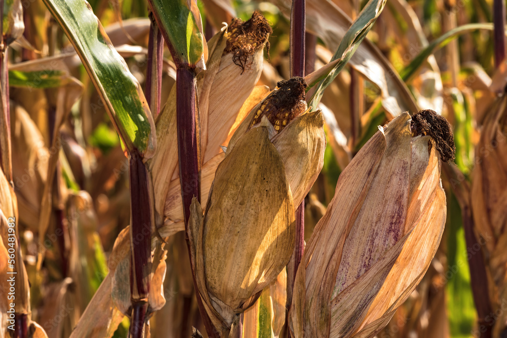 Ripe corn on the cob in the dry field are ready for harvest and forage ...