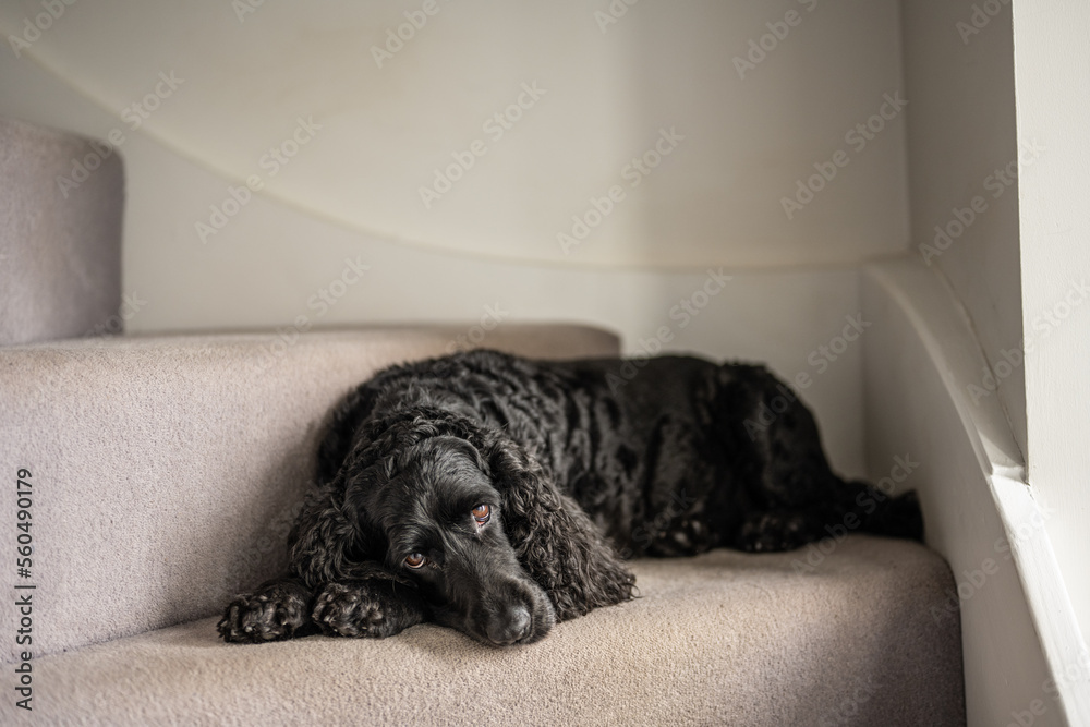 Cocker spaniel resting lying down to sleep on the turned quarter treads ...