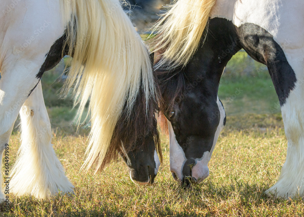 Póster Gypsy Vanner Horse geldings graze grass with heads together ...
