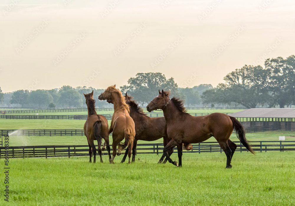Group of Thoroughbred race horse yearlings play in open paddock. Stock ...