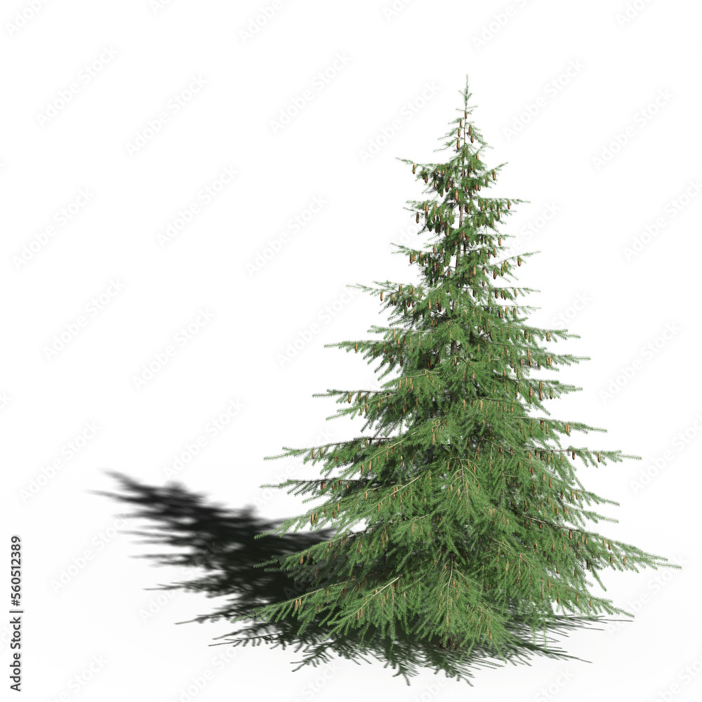 large tree with a shadow under it, isolated on a transparent background ...