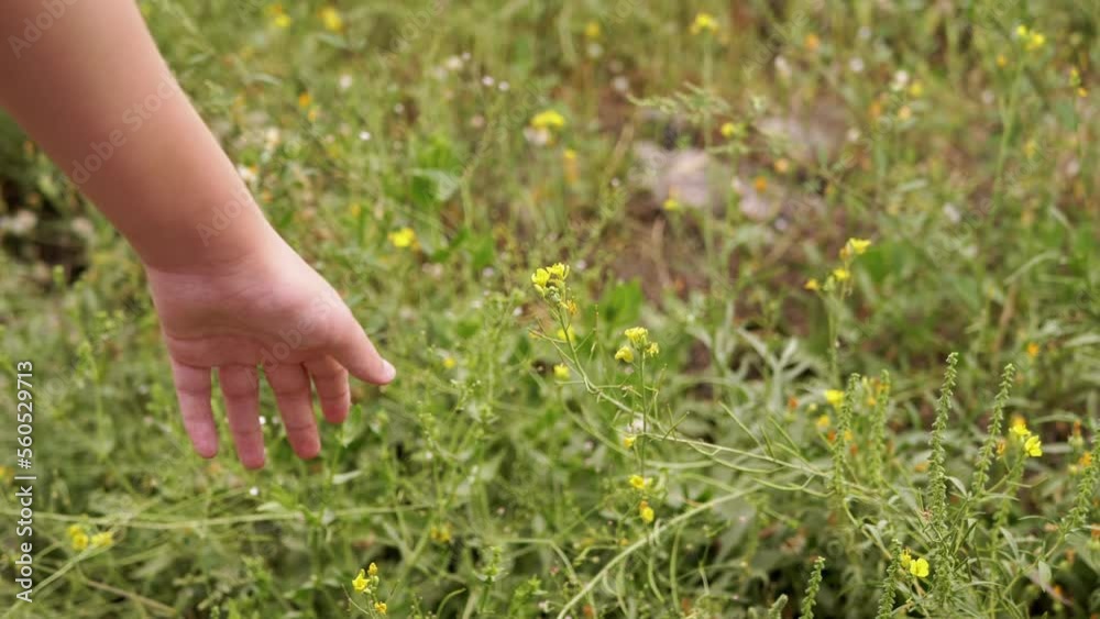 Child Hand Touching Small Yellow Wild Flowers in a Field in the Rays of ...